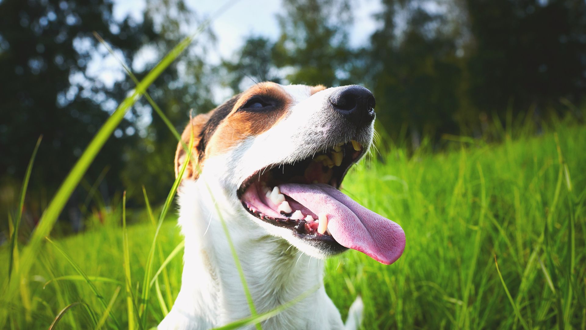 Veterinarian Reviews In Galax, VA | Galax Veterinary Clinic