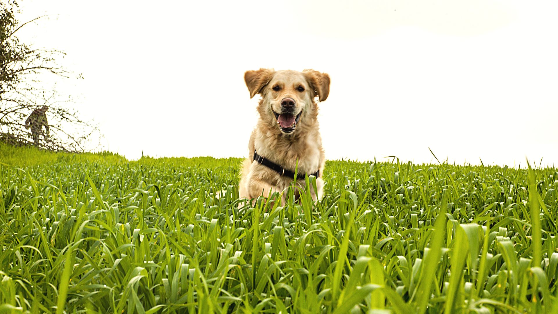 Veterinarian In Galax, VA 24333 | Galax Veterinary Clinic